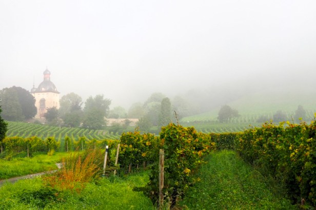 Visiting the German Wine Regions: Rheingau – Carrots and Tigers