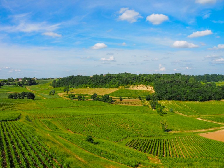 A visit to the amazing Bordeaux vineyards – Carrots and Tigers