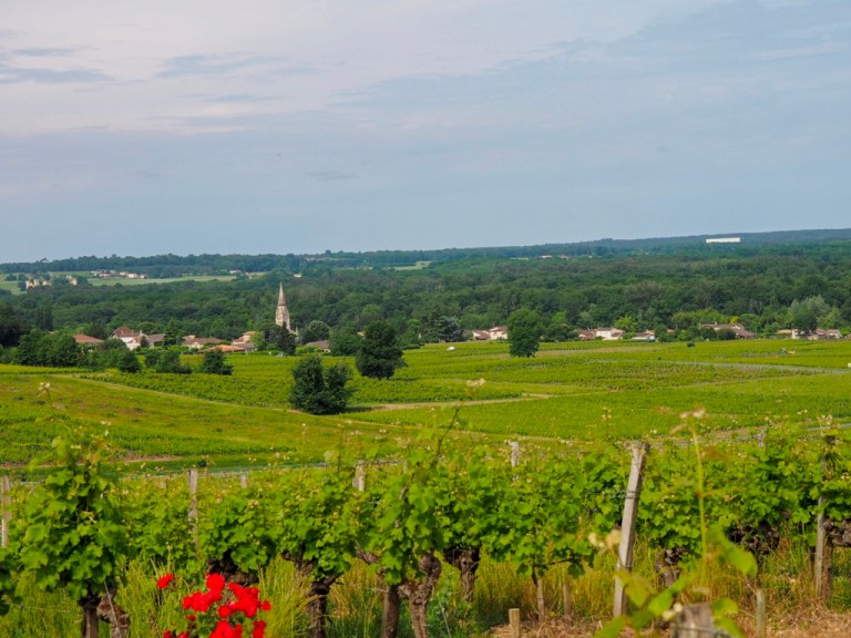 A visit to the amazing Bordeaux vineyards – Carrots and Tigers