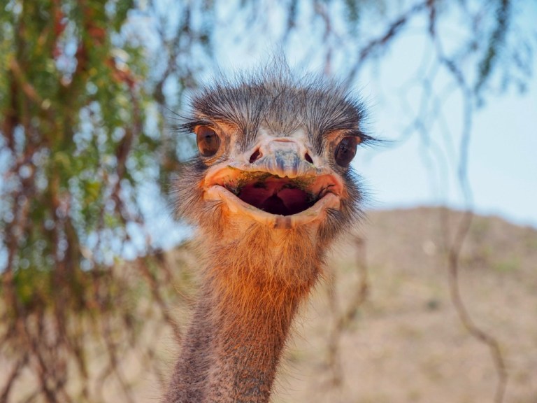 8 reasons why you should visit the Klein Karoo Valley in South Africa ...