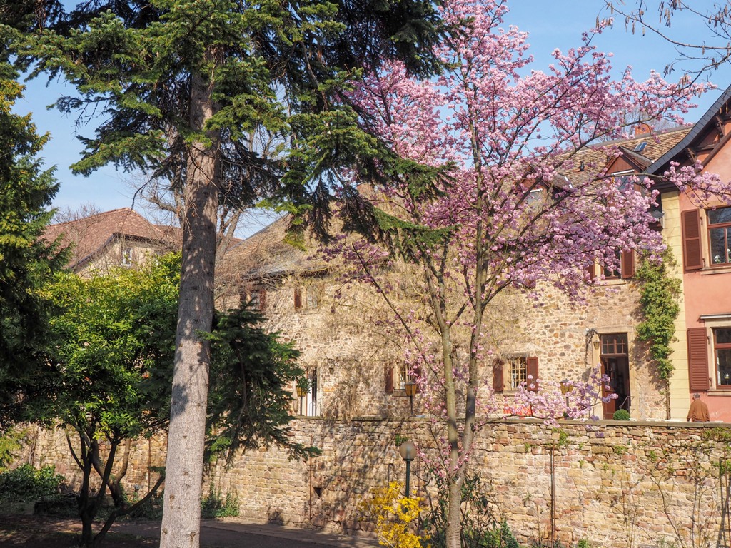 Why you need to visit Deidesheim on the German Weinstrasse – Carrots ...