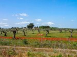 6 fantastic reasons to visit Alentejo in Portugal – Carrots and Tigers