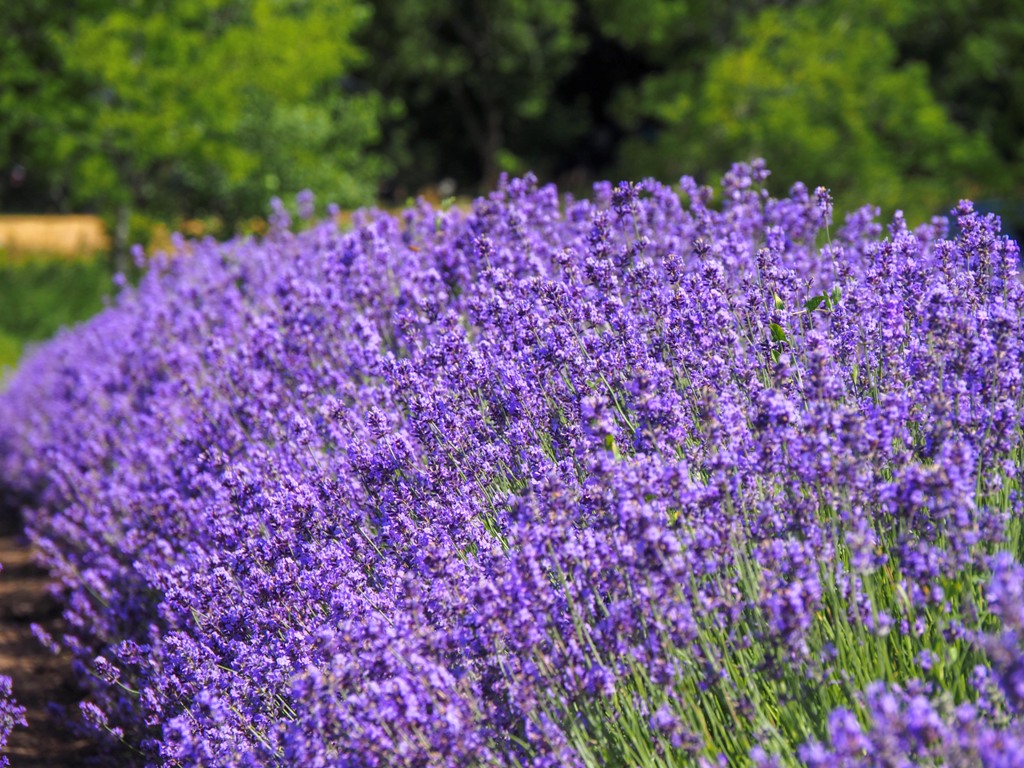 Visiting Prince Edward County Lavender Festival – Carrots and Tigers