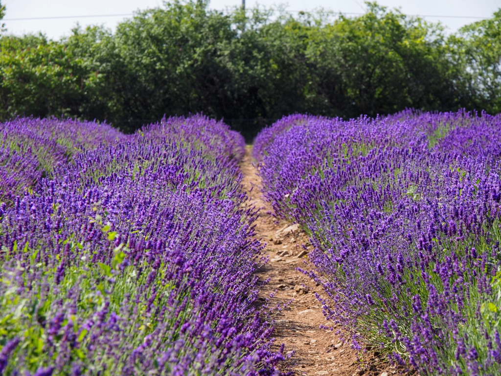 Visiting Prince Edward County Lavender Festival – Carrots and Tigers