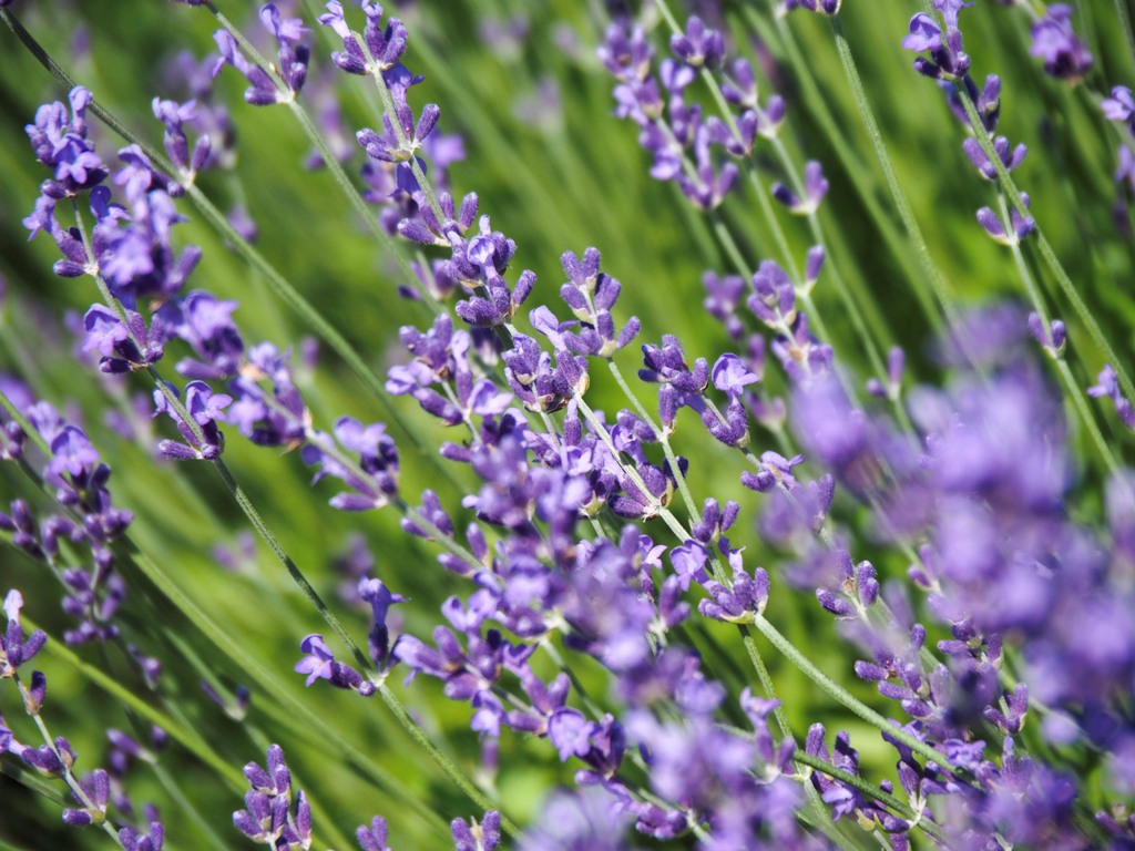 Visiting Prince Edward County Lavender Festival – Carrots and Tigers
