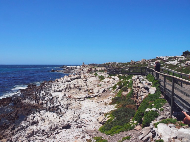 Eight cool things to do in Elgin Valley, South Africa – Carrots and Tigers
