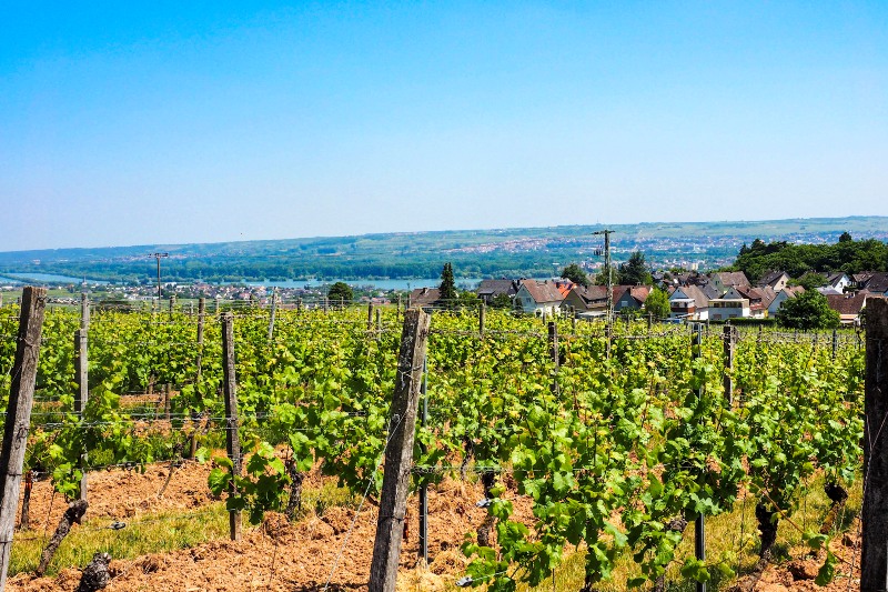 Why You Should Forget What You Know About German Wine – Carrots and Tigers