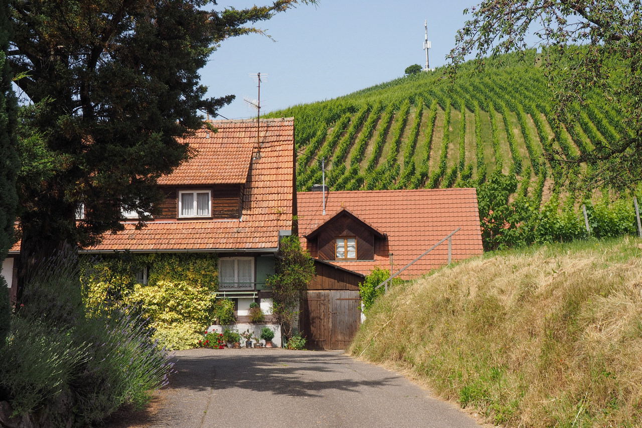 Five Exciting Durbach Wineries Worth To Travel For – Carrots and Tigers