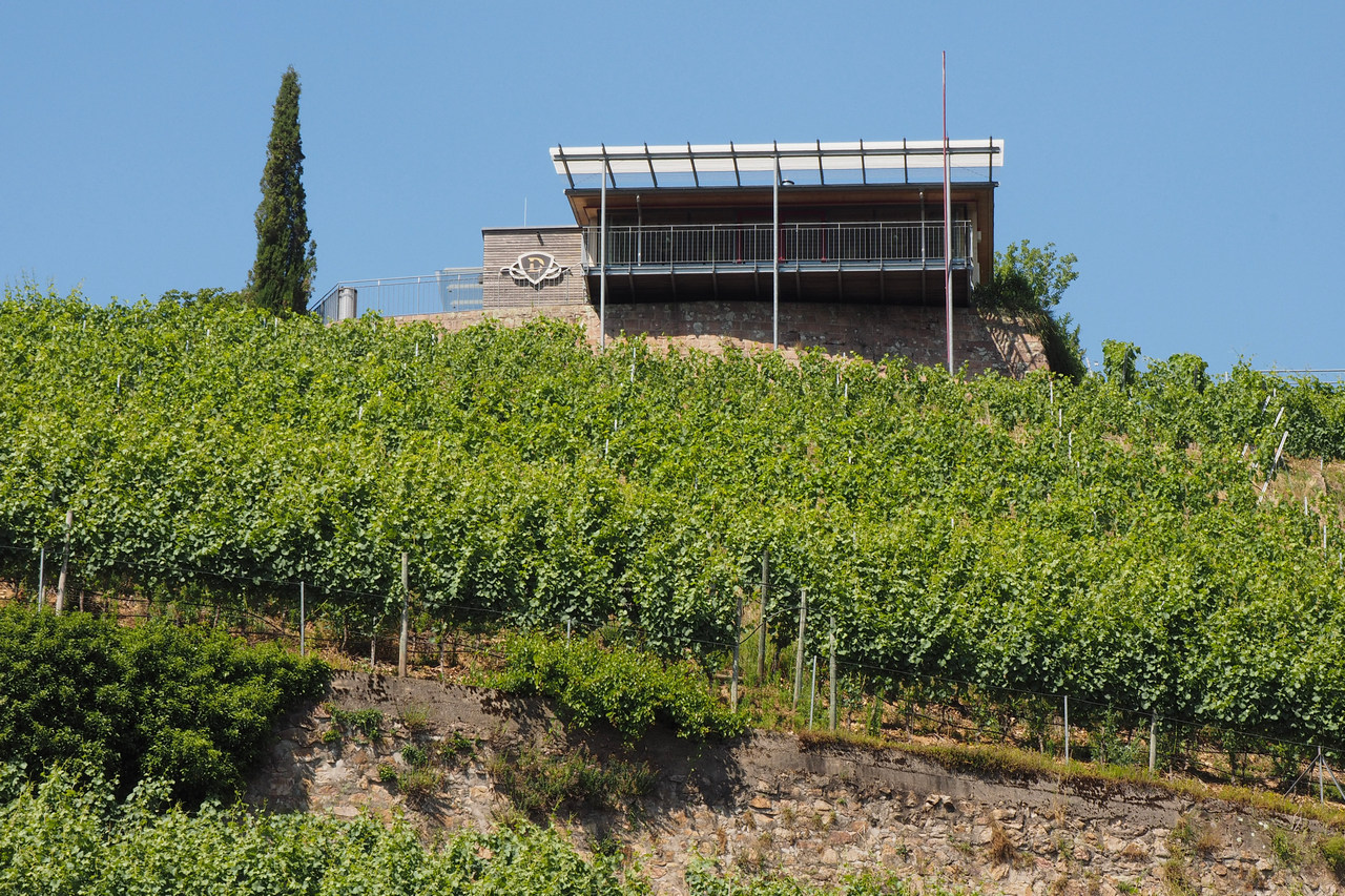 Five Exciting Durbach Wineries Worth To Travel For – Carrots and Tigers