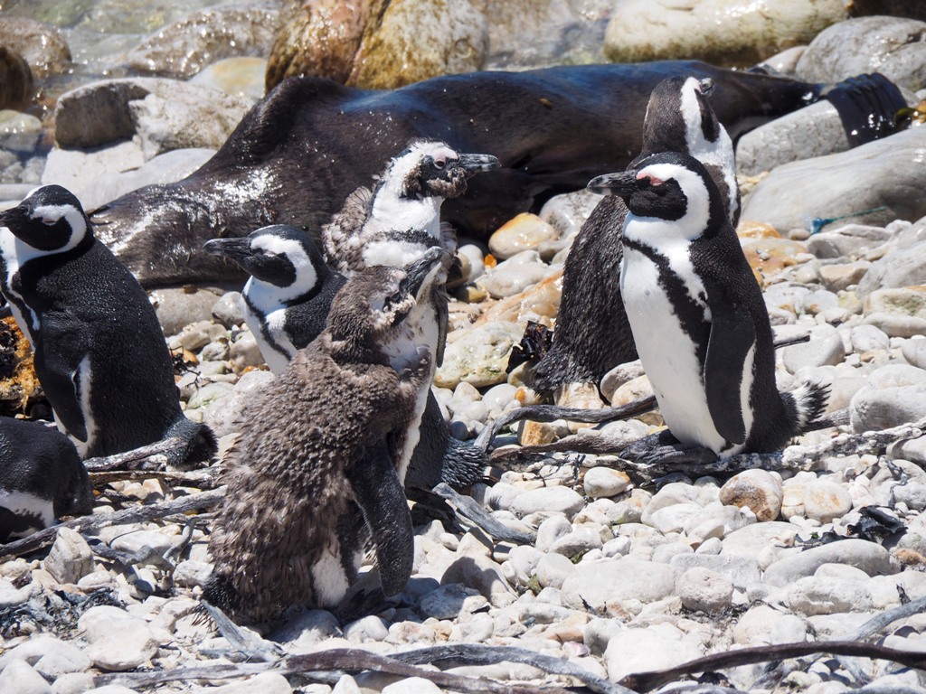 Where to see penguins in the wild