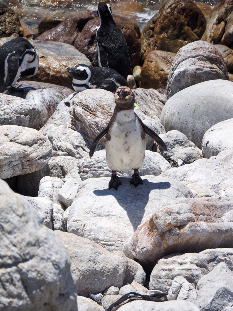 Where to see penguins in the wild