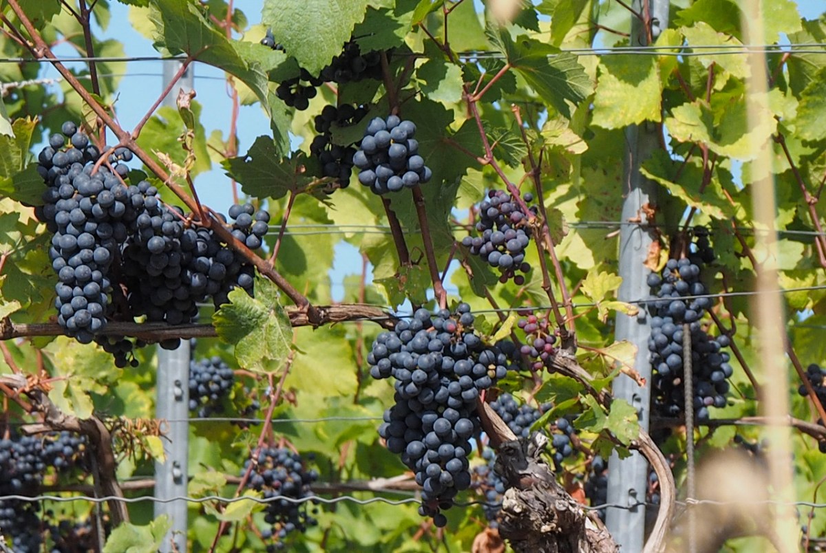 Best food pairings with Syrah