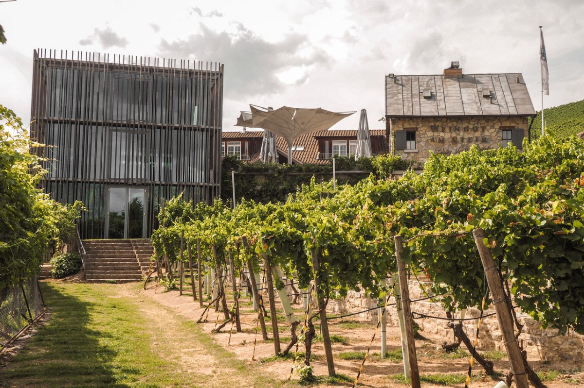 A visit to Weingut am Stein: Wine tasting and more