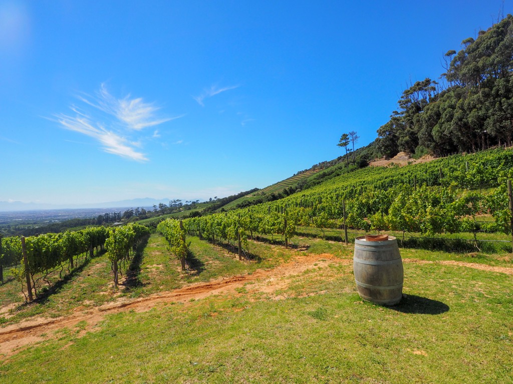 Celebrating Cap Classique sparkling wine from South Africa: A beginner ...